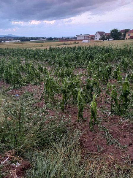 Dëme të mëdha, breshri shkatërron kulturat bujqësore në Podujevë Dëme të mëdha, breshri shkatërron kulturat bujqësore në Podujevë